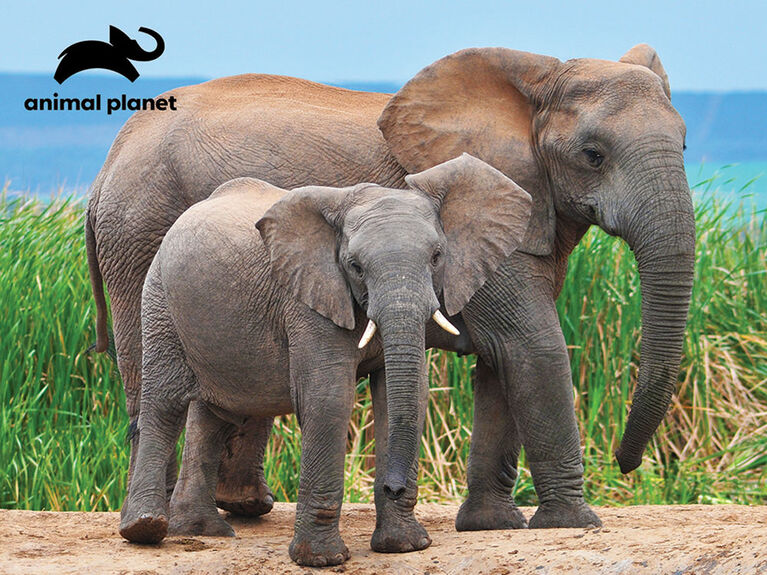 Animal Planet: Elephants - 100 Piece 3D Puzzle with Figure | Toys R Us ...