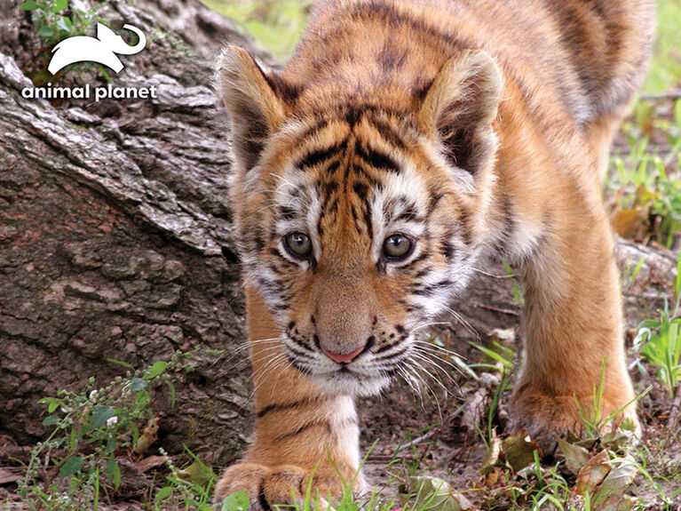 Animal Planet: Tiger - 100 Piece 3D Puzzle with Figure | Toys R Us Canada