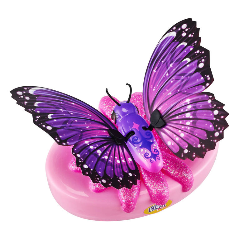 Little Live Pets Lil' Butterfly Single Pack - Star Wings | Toys R Us Canada